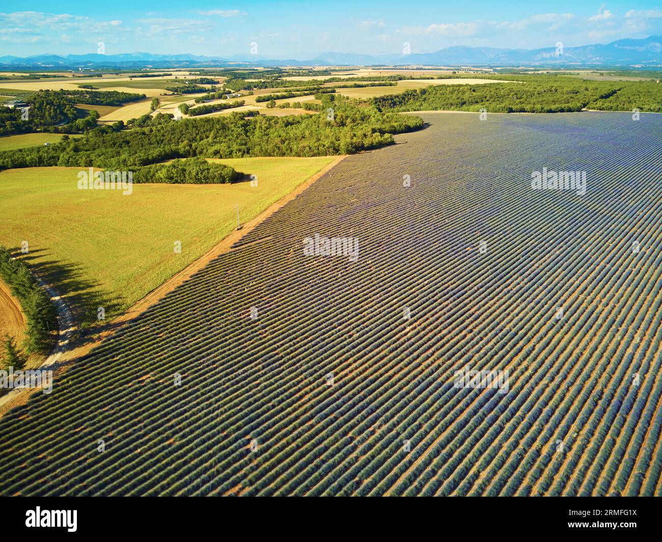 Aerial scenic Mediterranean landscape with lavender fields in Provence ...