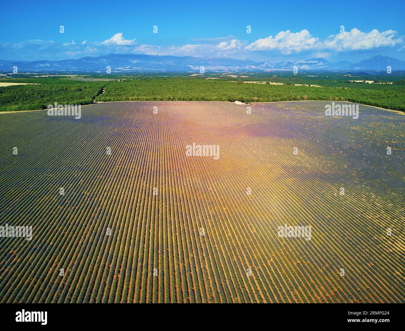 Aerial view of lavender fields in valensole, france hi-res stock ...