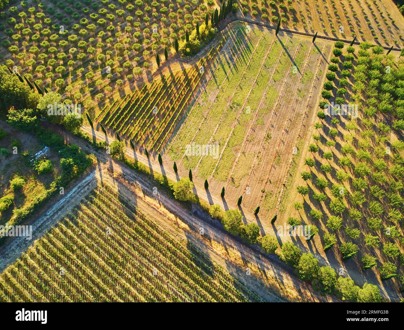 Aerial scenic Mediterranean landscape with cypresses, olive trees and ...