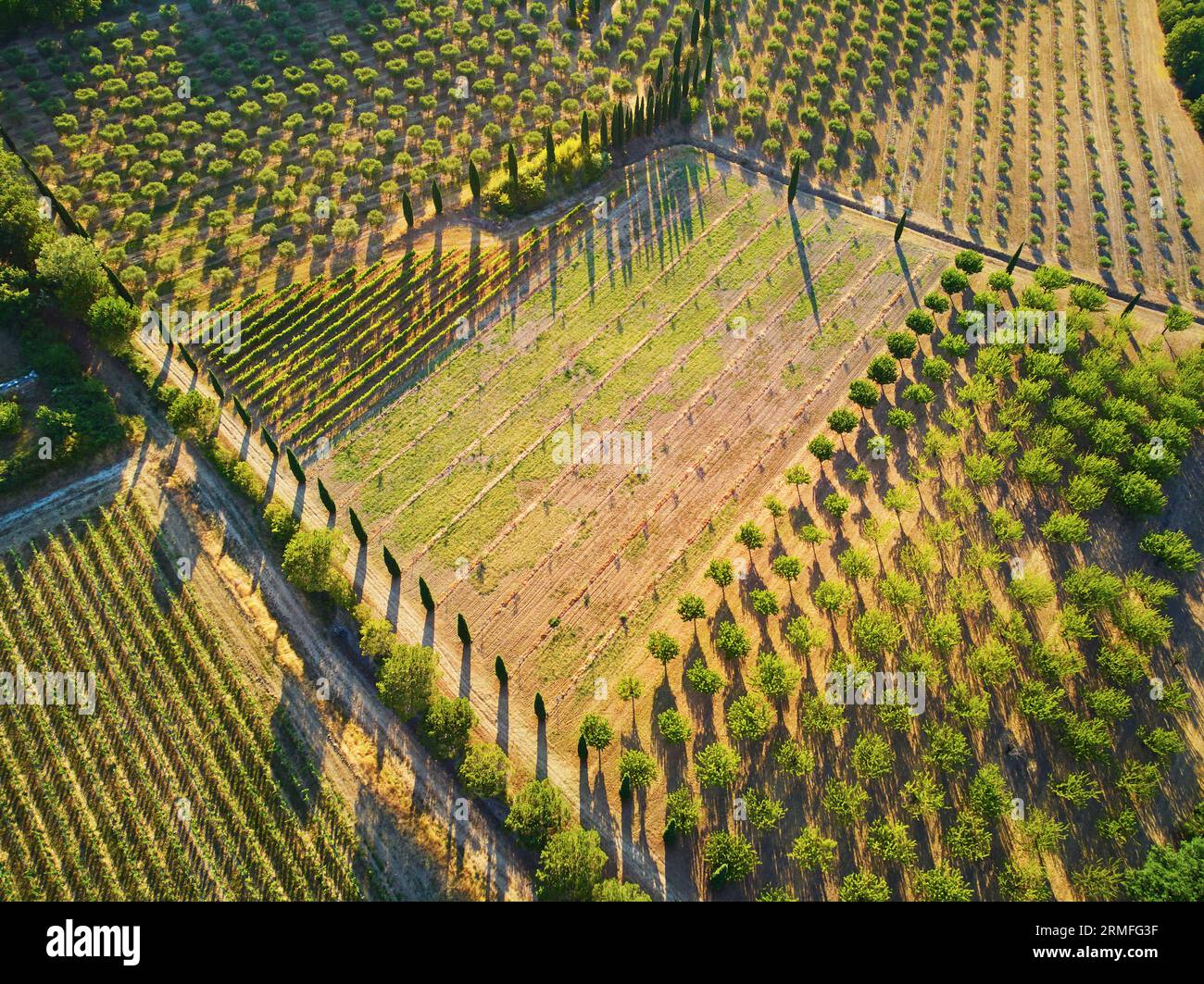 Aerial scenic Mediterranean landscape with cypresses, olive trees and ...