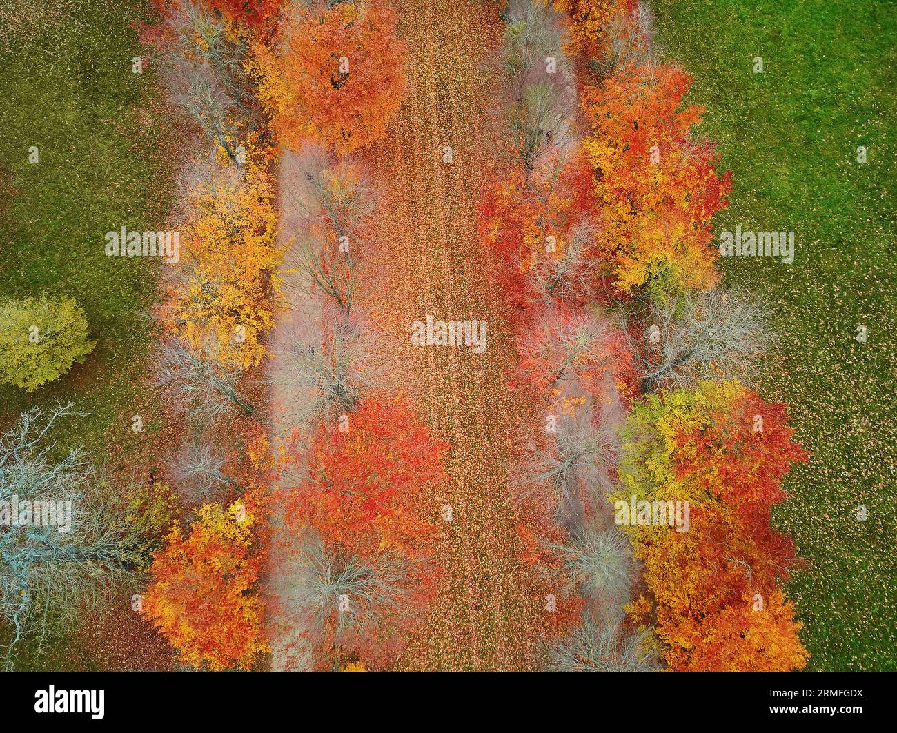 Aerial top down view of path through colorful autumn forest in ...
