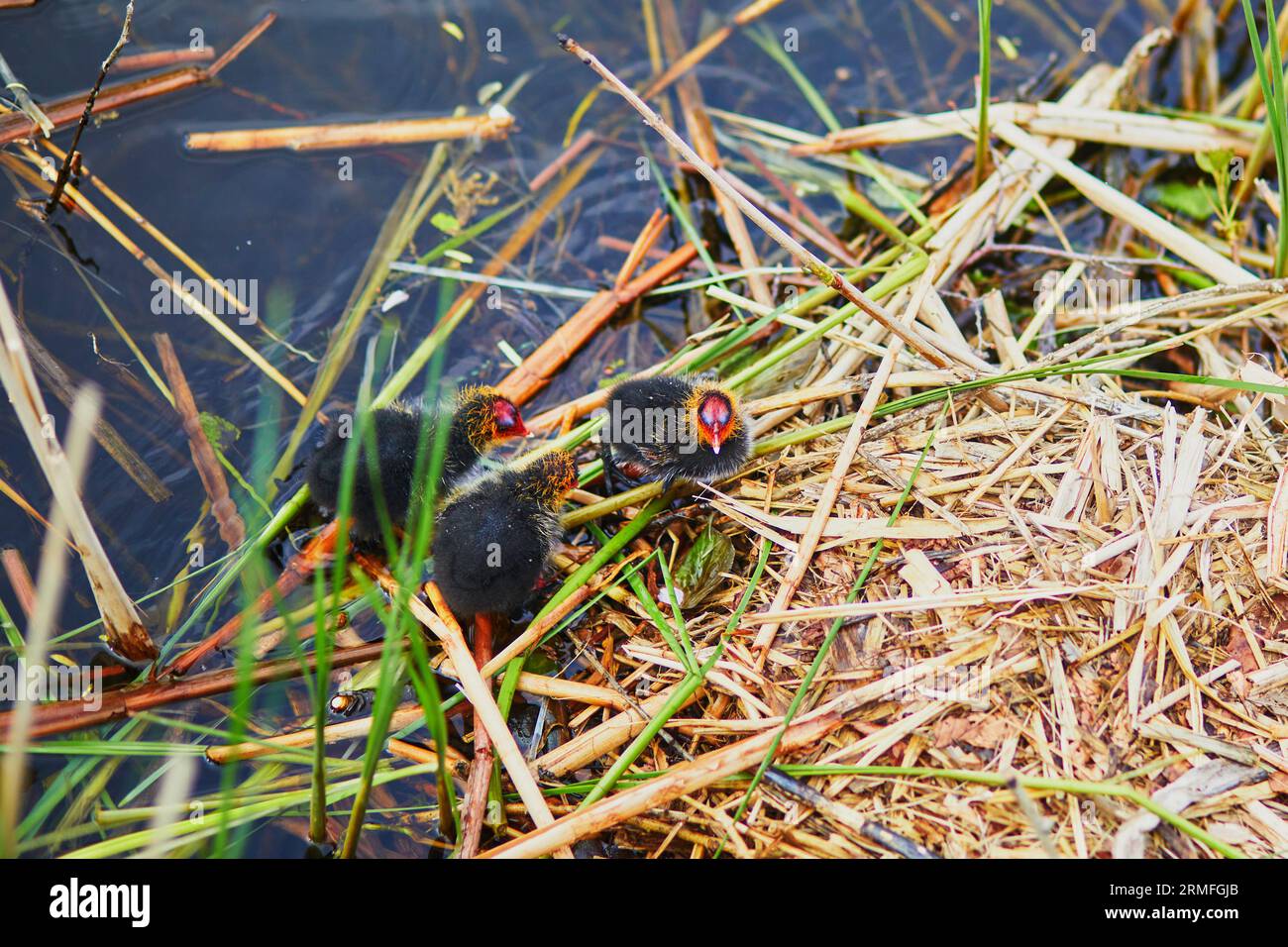 Coot family feeding in pond hi-res stock photography and images - Alamy