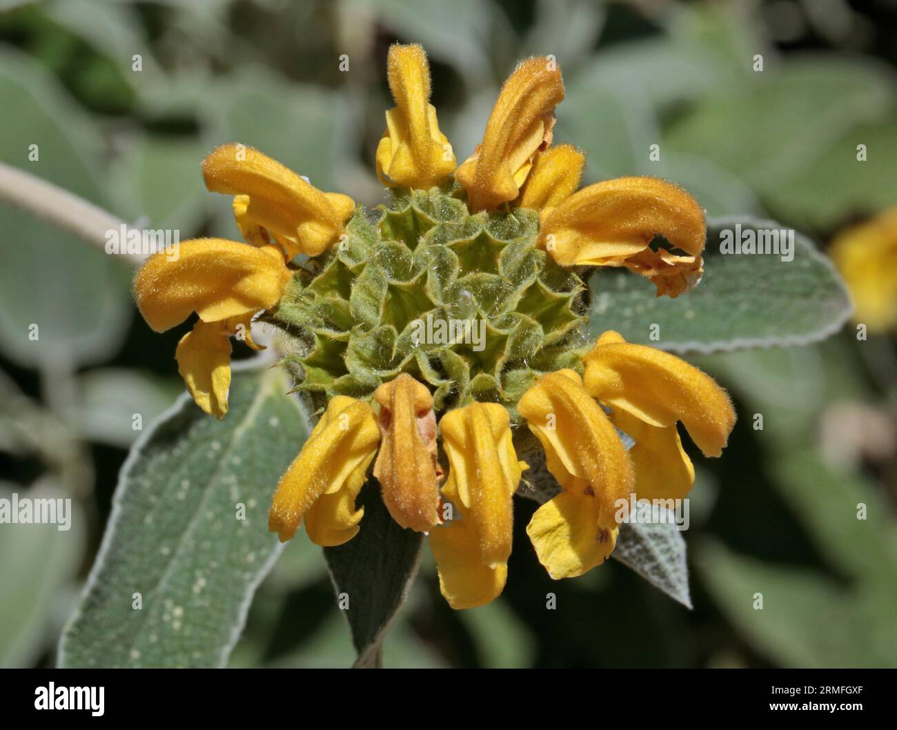 Jerusalem Sage (phlomis fruticosa Stock Photo - Alamy