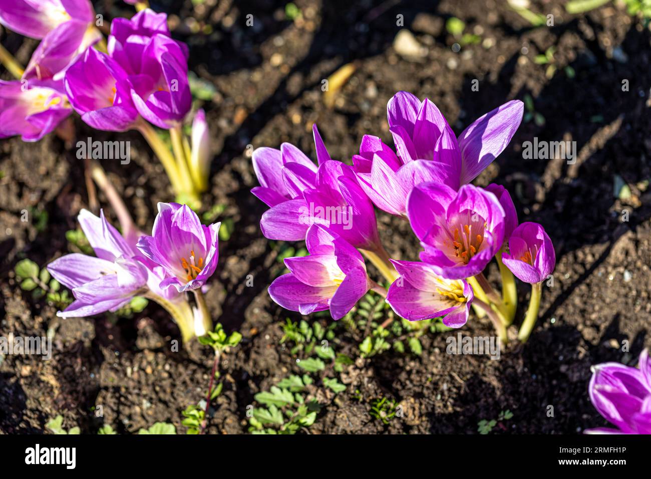 Wonderful sunlit gentle pink crocuses on flower bed. Top view. Sunlit ...