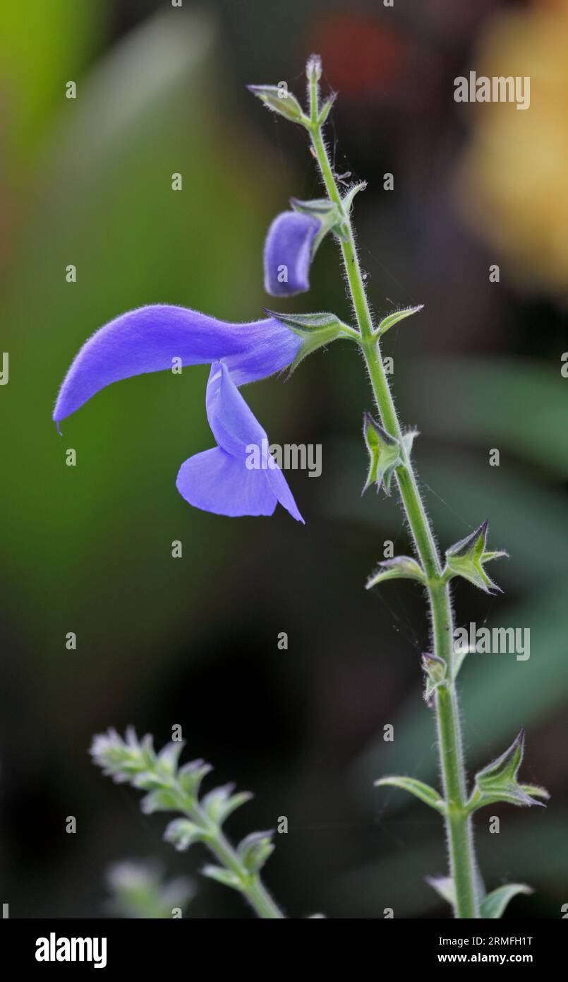 Salvia patens hi-res stock photography and images - Alamy