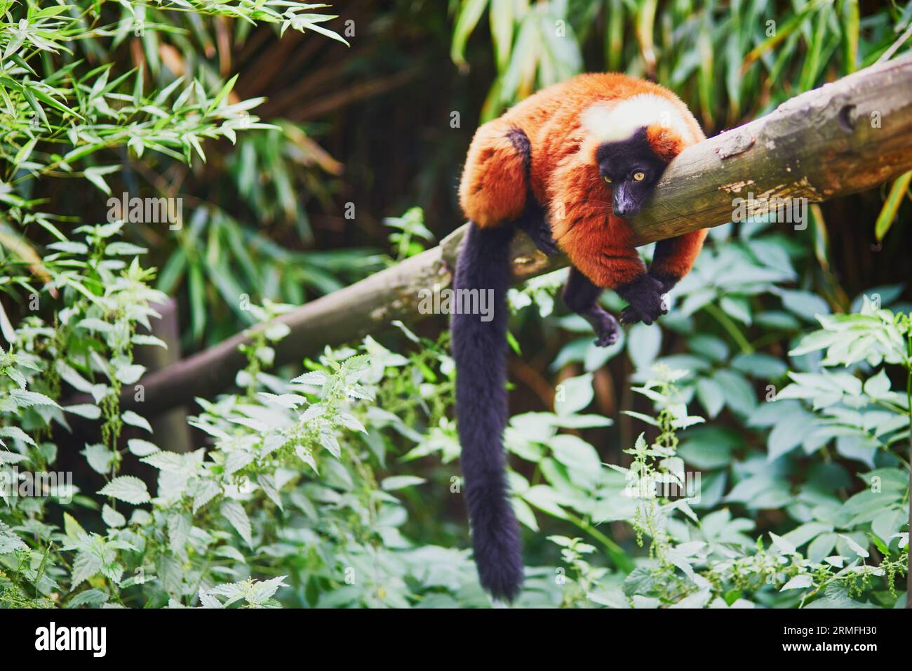 Ruffed lemur hanging hi-res stock photography and images - Alamy