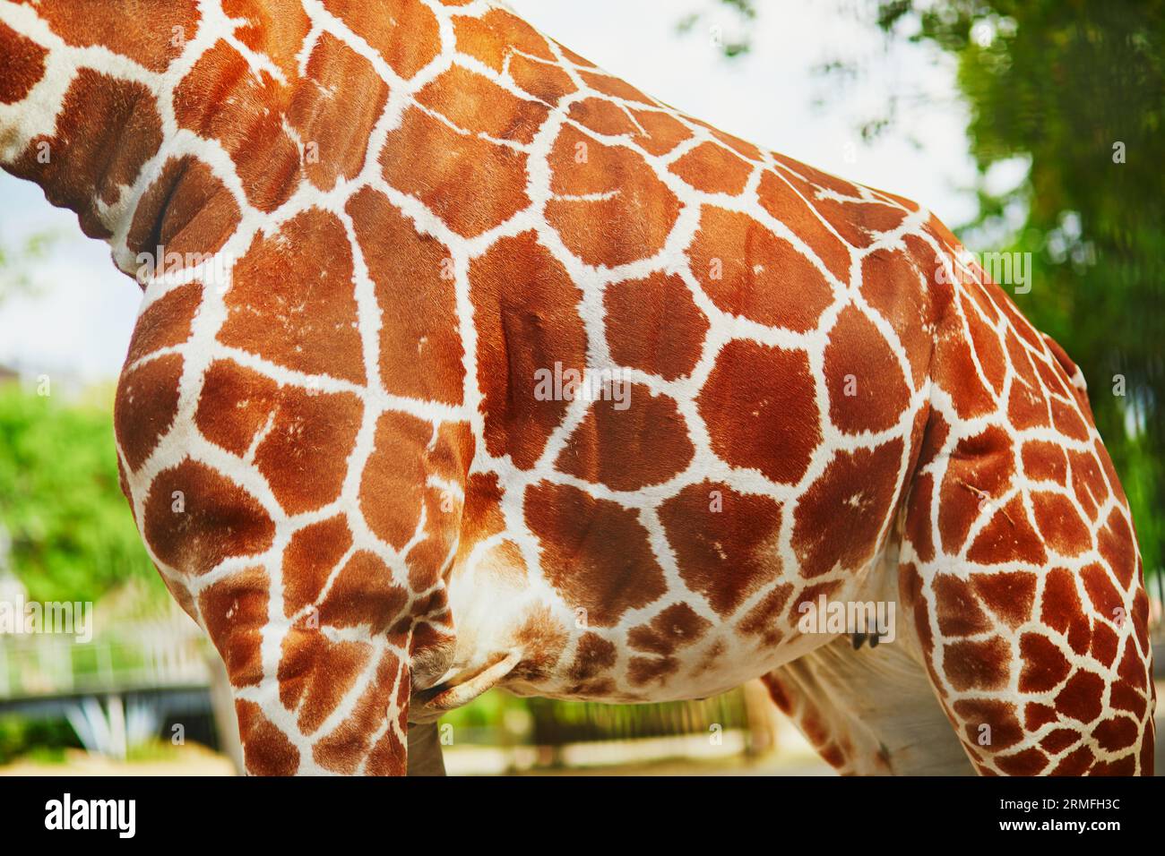Giraffe pelt hi-res stock photography and images - Alamy