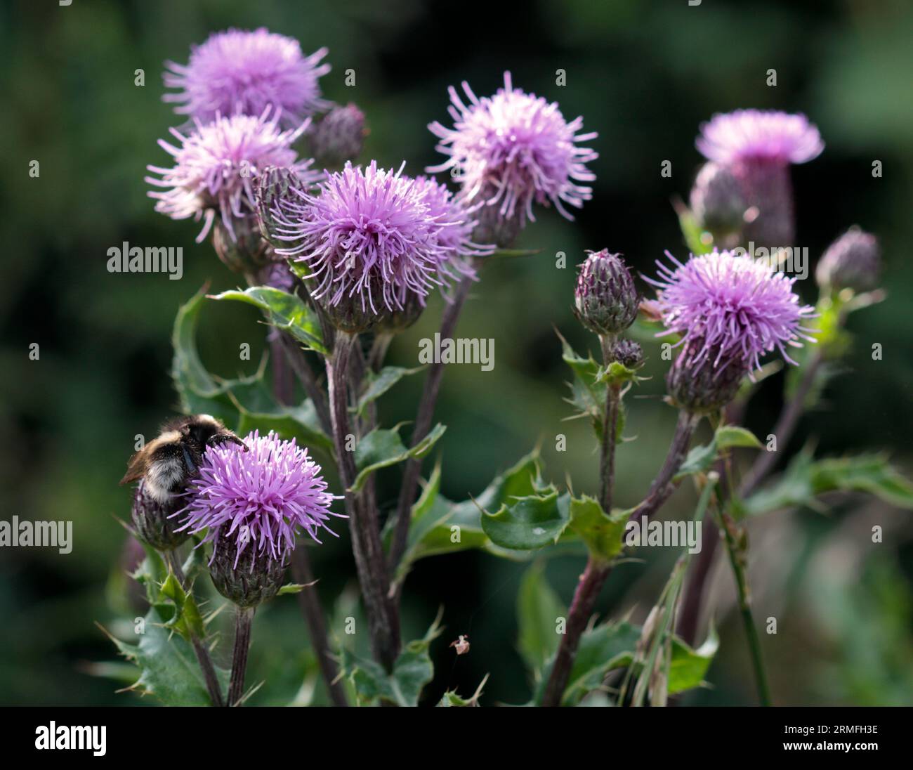 Marsh Thistle (cirsium palustre Stock Photo - Alamy