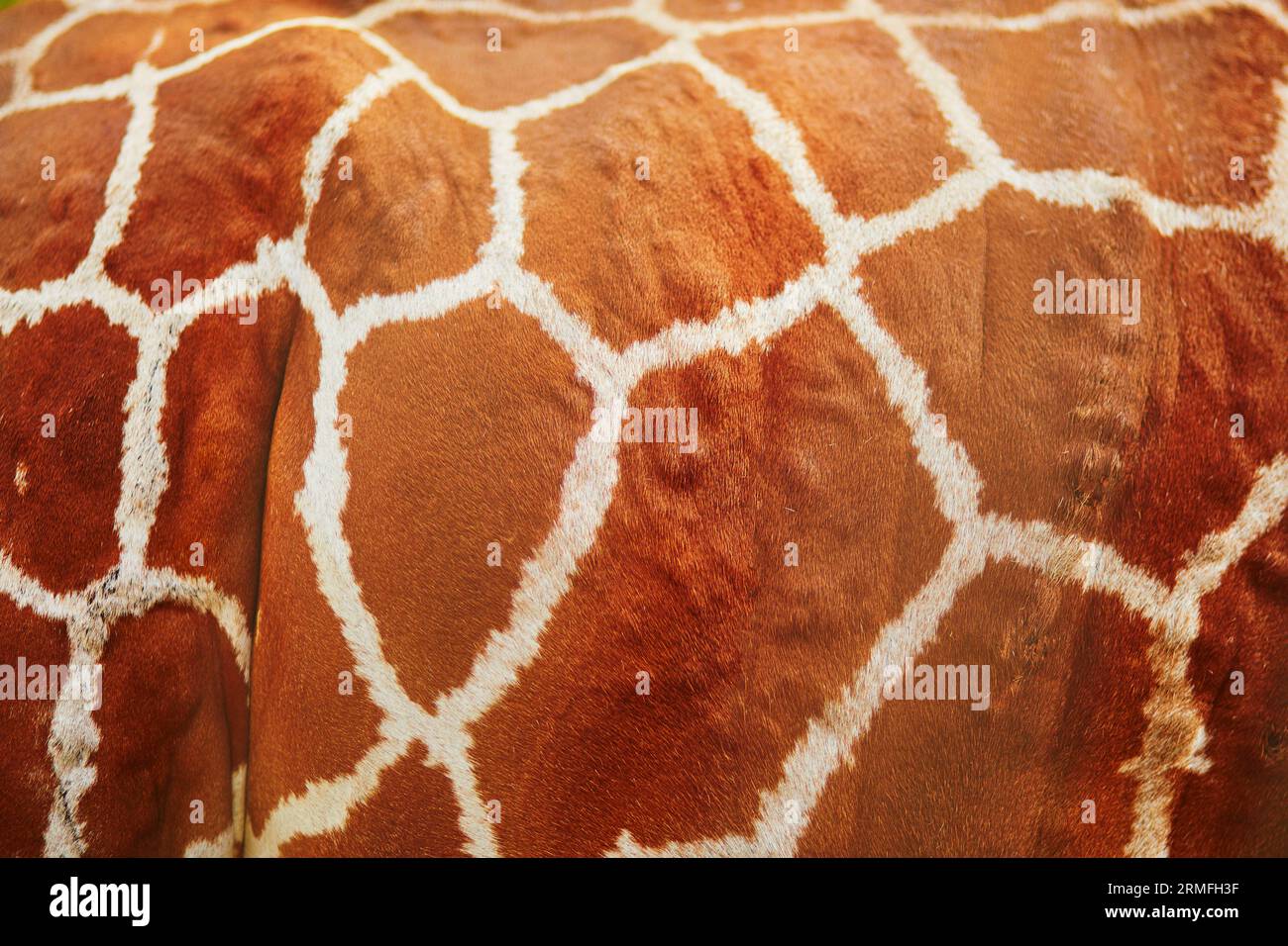 Closeup of giraffe hide. Animals in zoo or safari park Stock Photo - Alamy