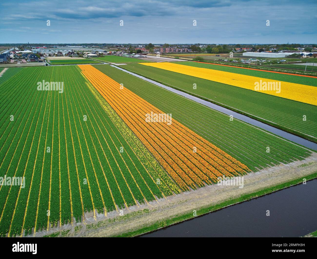 Aerial drone view of blooming tulip fields in Zuid-Holland, the ...