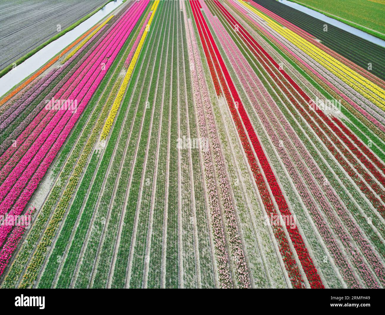 Aerial drone view of blooming tulip fields in Zuid-Holland, the ...