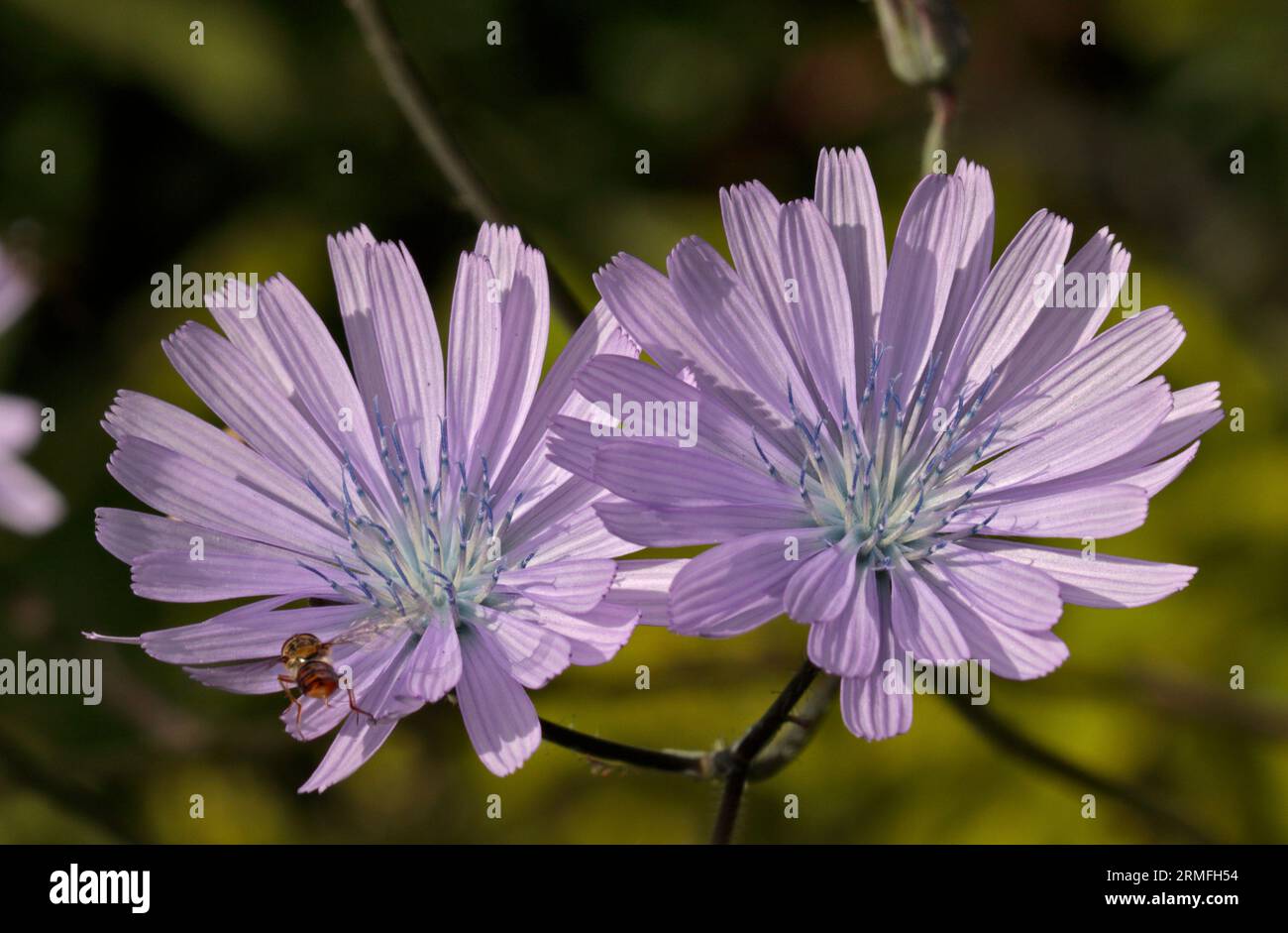 Pink chicory hi-res stock photography and images - Alamy
