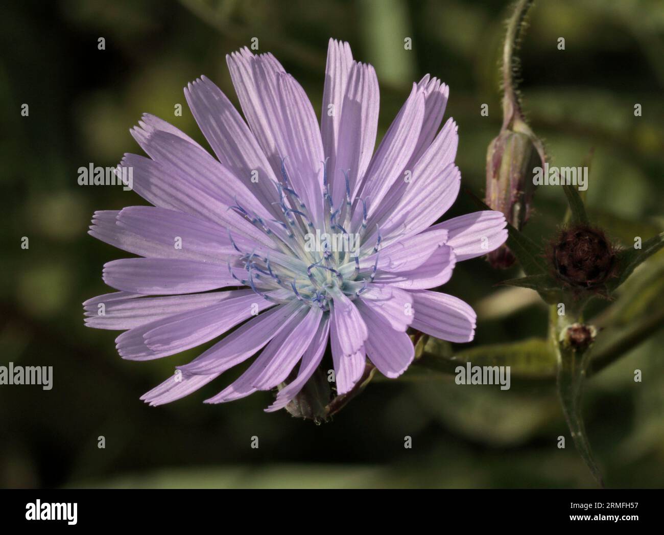 Pink chicory hi-res stock photography and images - Alamy
