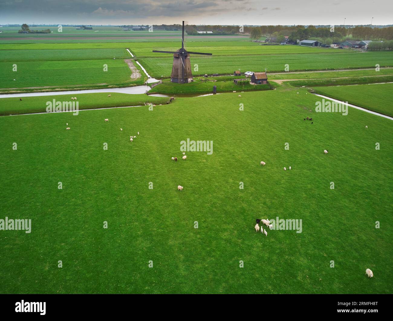 Aerial drone view of traditional Dutch windmill on field with grazing ...