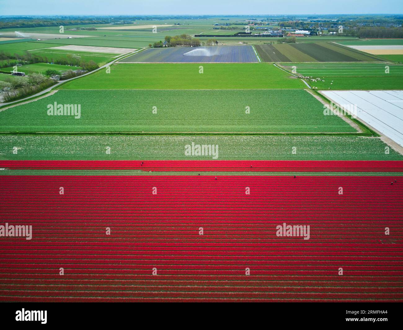 Aerial drone view of blooming tulip fields in Zuid-Holland, the ...