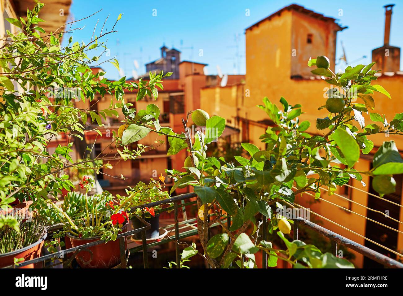 Balcony of a house in Rome, surrounded by lemon trees. Typical ...