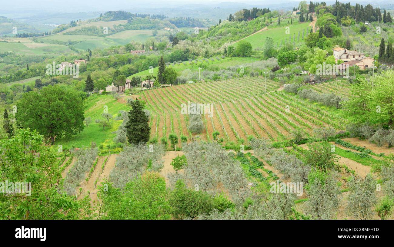 Typical Tuscan landscape with vineyards and farms Stock Photo - Alamy