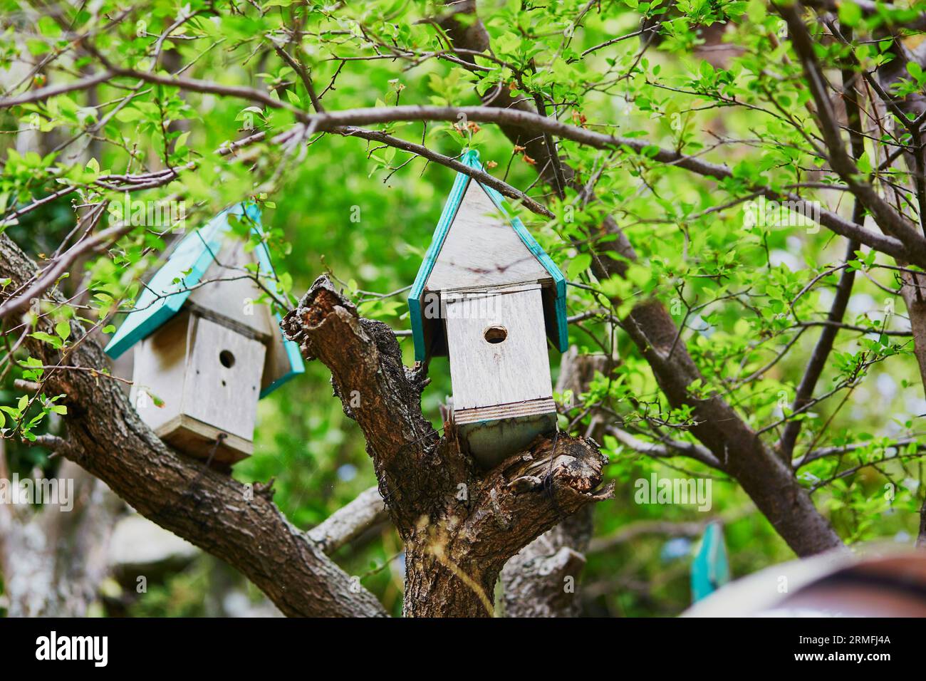 Two nesting boxes for birds on a tree branch Stock Photo - Alamy