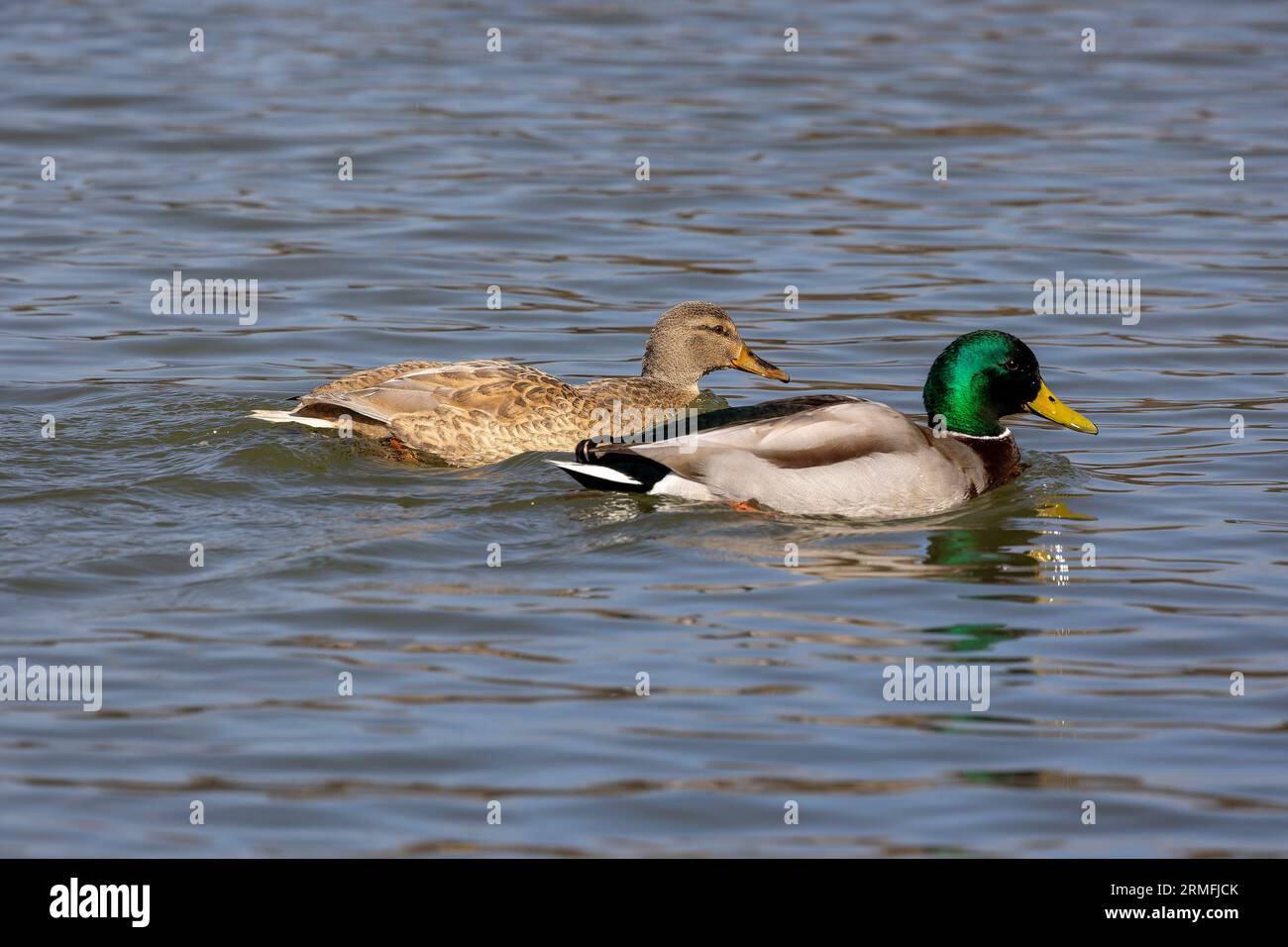 The mallard, Anas platyrhynchos is a dabbling duck. Here swimming in a ...