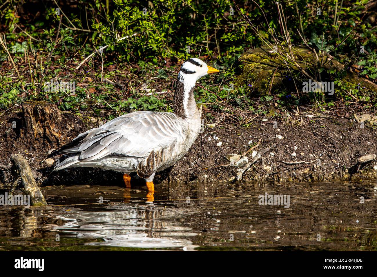 The bar-headed goose, Anser indicus is a goose that breeds in Central ...