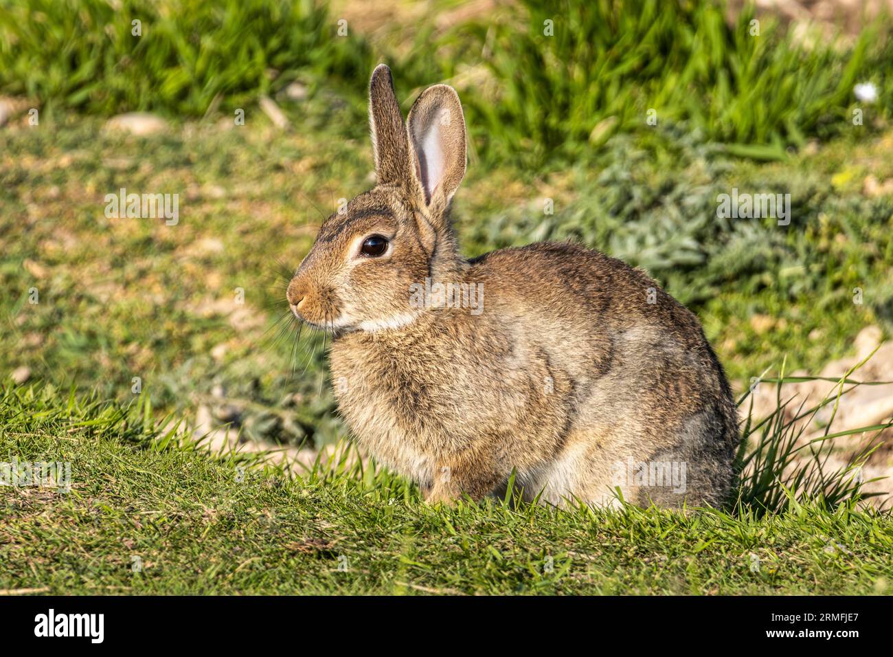 European rabbit, Common rabbit, Bunny, Oryctolagus cuniculus sitting on ...