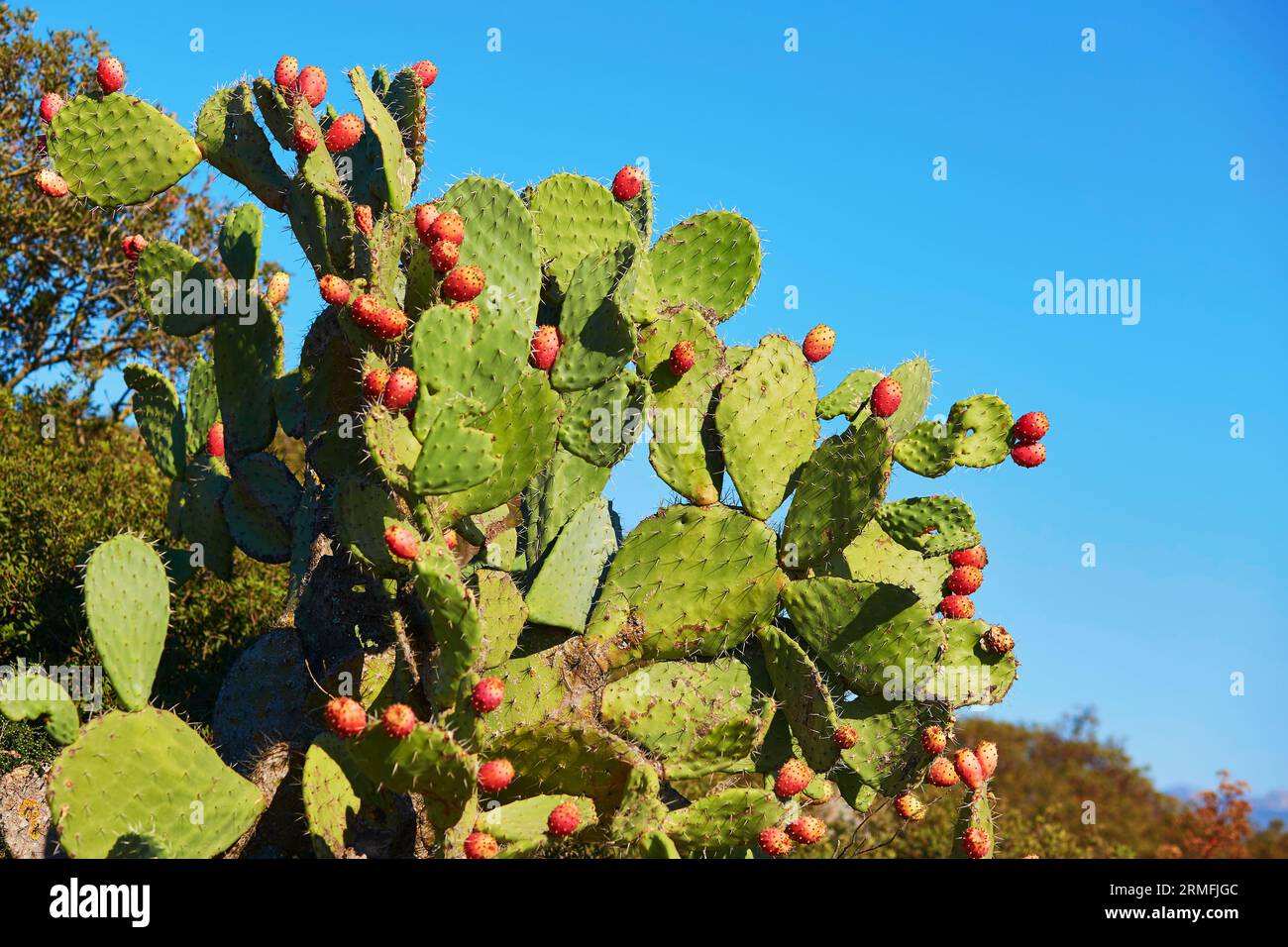 Prickly pear cactus (Opuntia, ficus-indica, Indian fig opuntia) with ...
