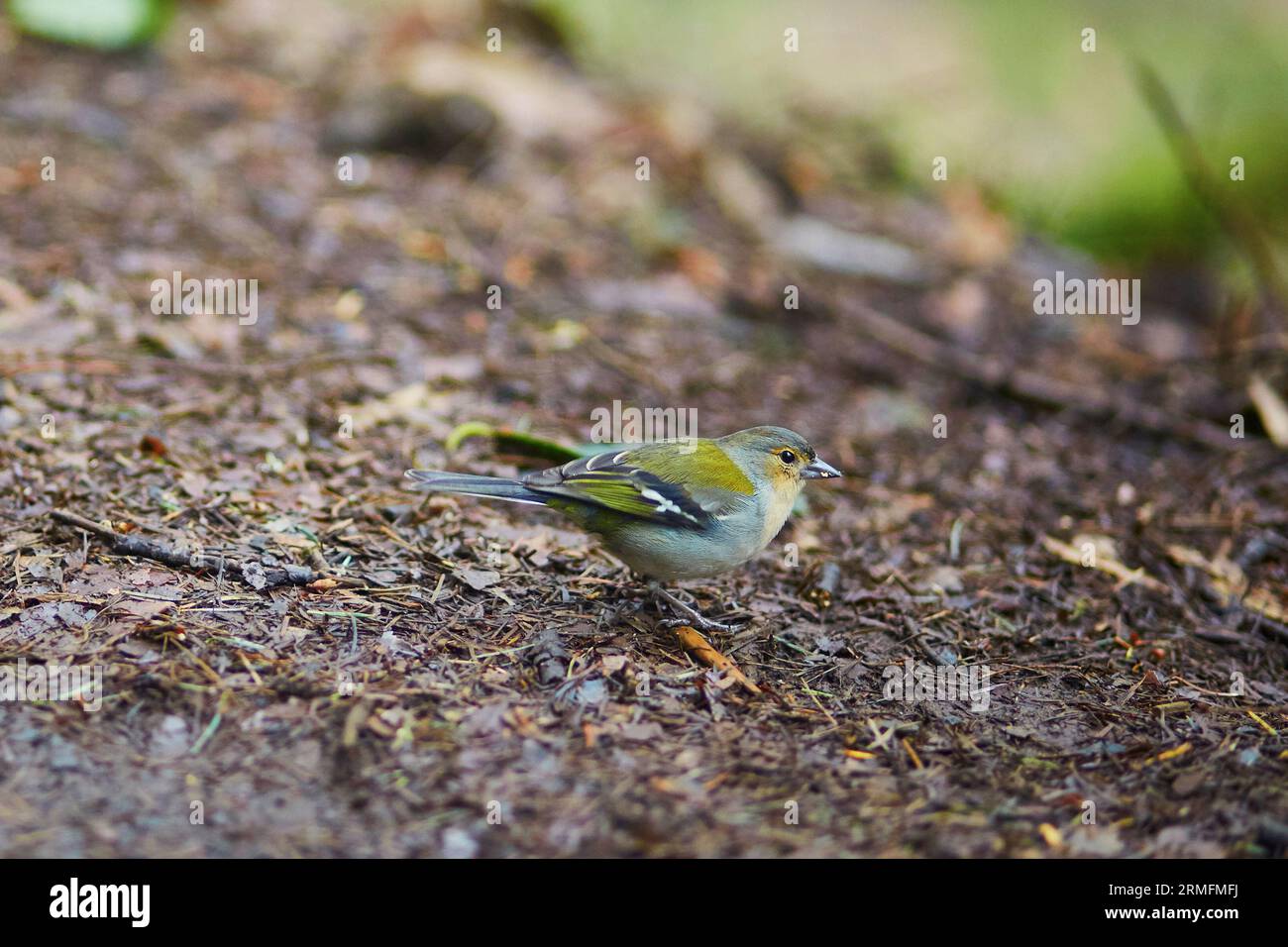 Closeup of colorful Madeiran chaffinch, bird endemic to the Portuguese ...