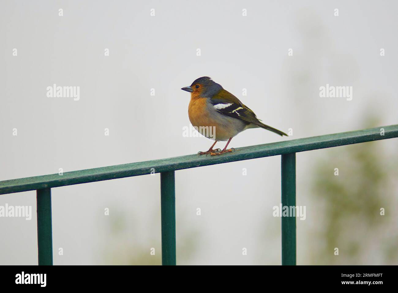Closeup of colorful Madeiran chaffinch, bird endemic to the Portuguese ...