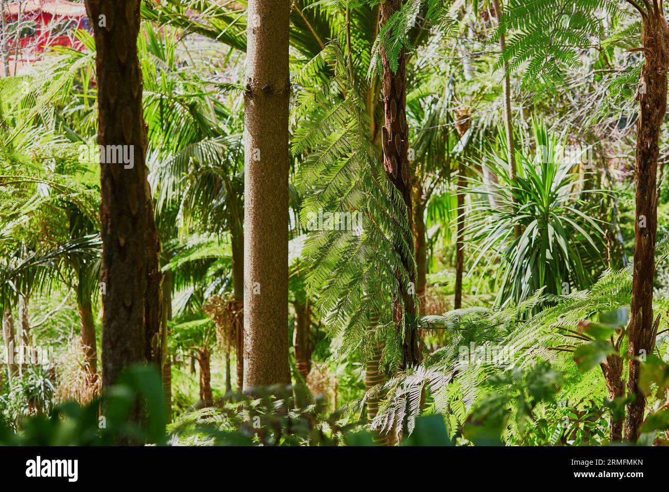Lush forest vegetation on Madeira island, Portugal Stock Photo - Alamy
