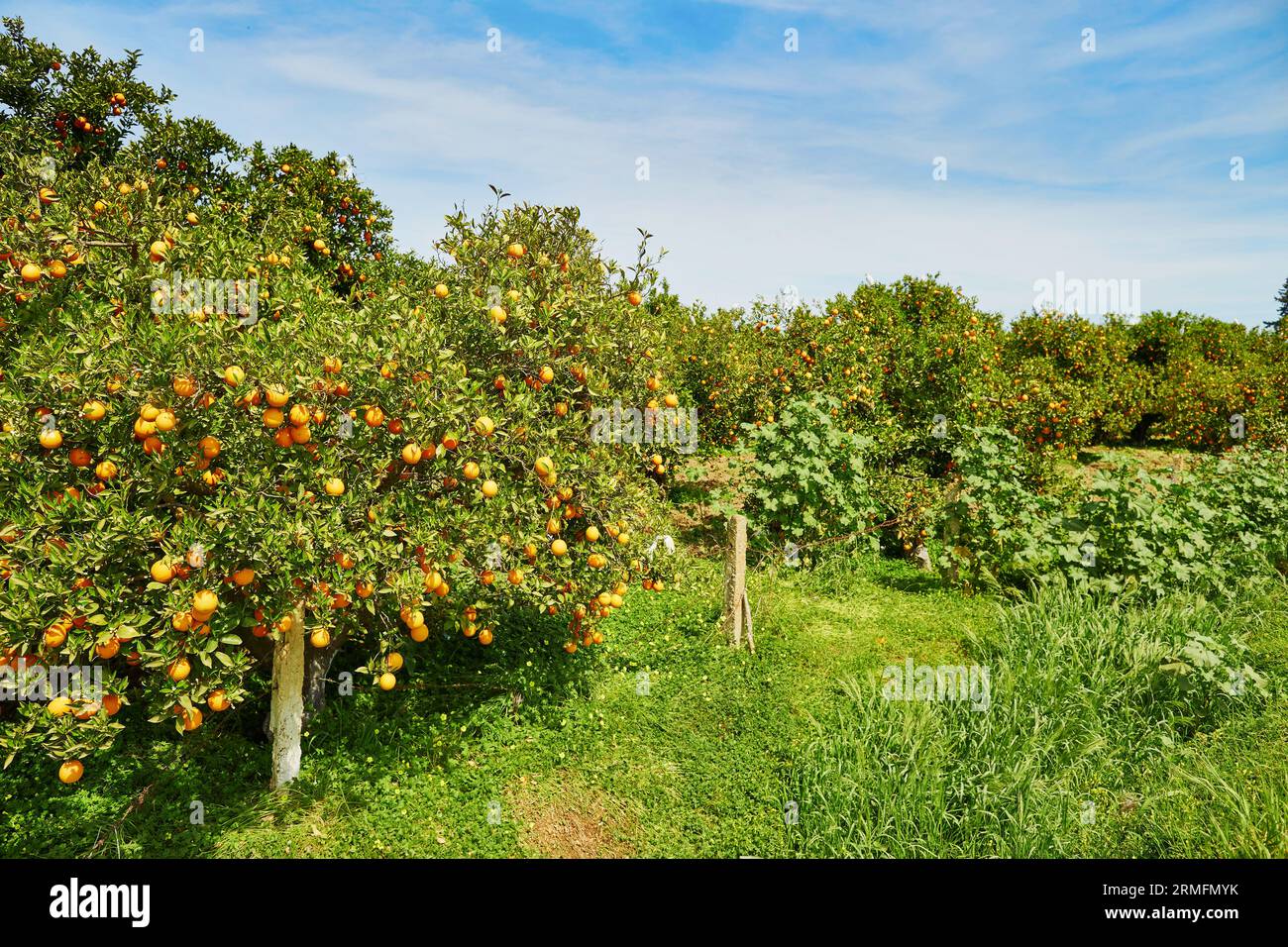 Morocco orange farm hi-res stock photography and images - Alamy