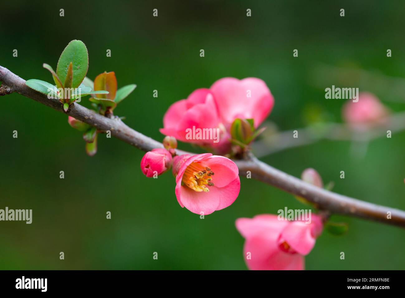 Detail of pretty pink flowers of a Japanese quince Chaenomeles japonica ...