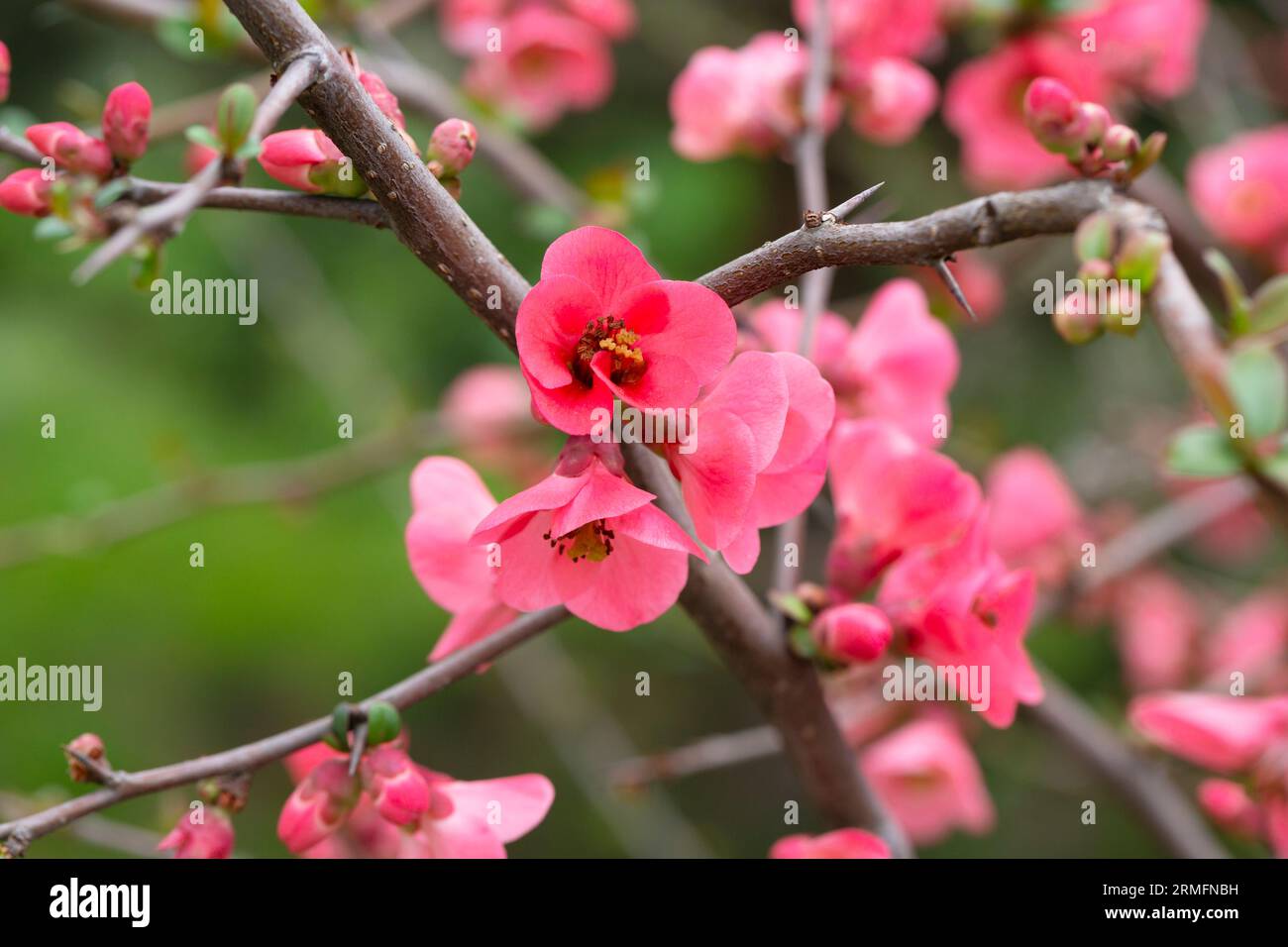 Detail of pretty pink flowers of a Japanese quince Chaenomeles japonica ...