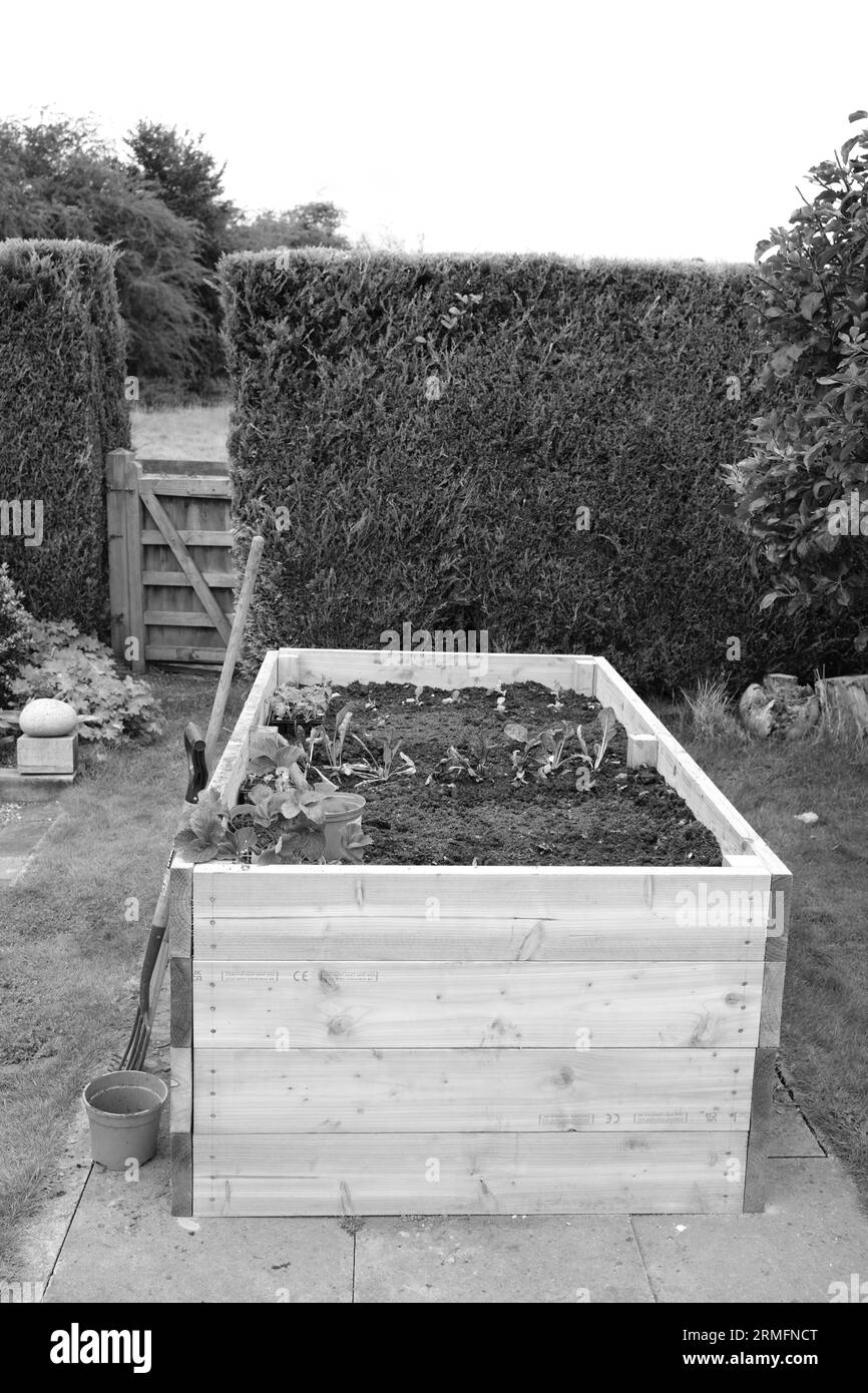 Vegetables in a raised bed Black and White Stock Photos & Images - Alamy