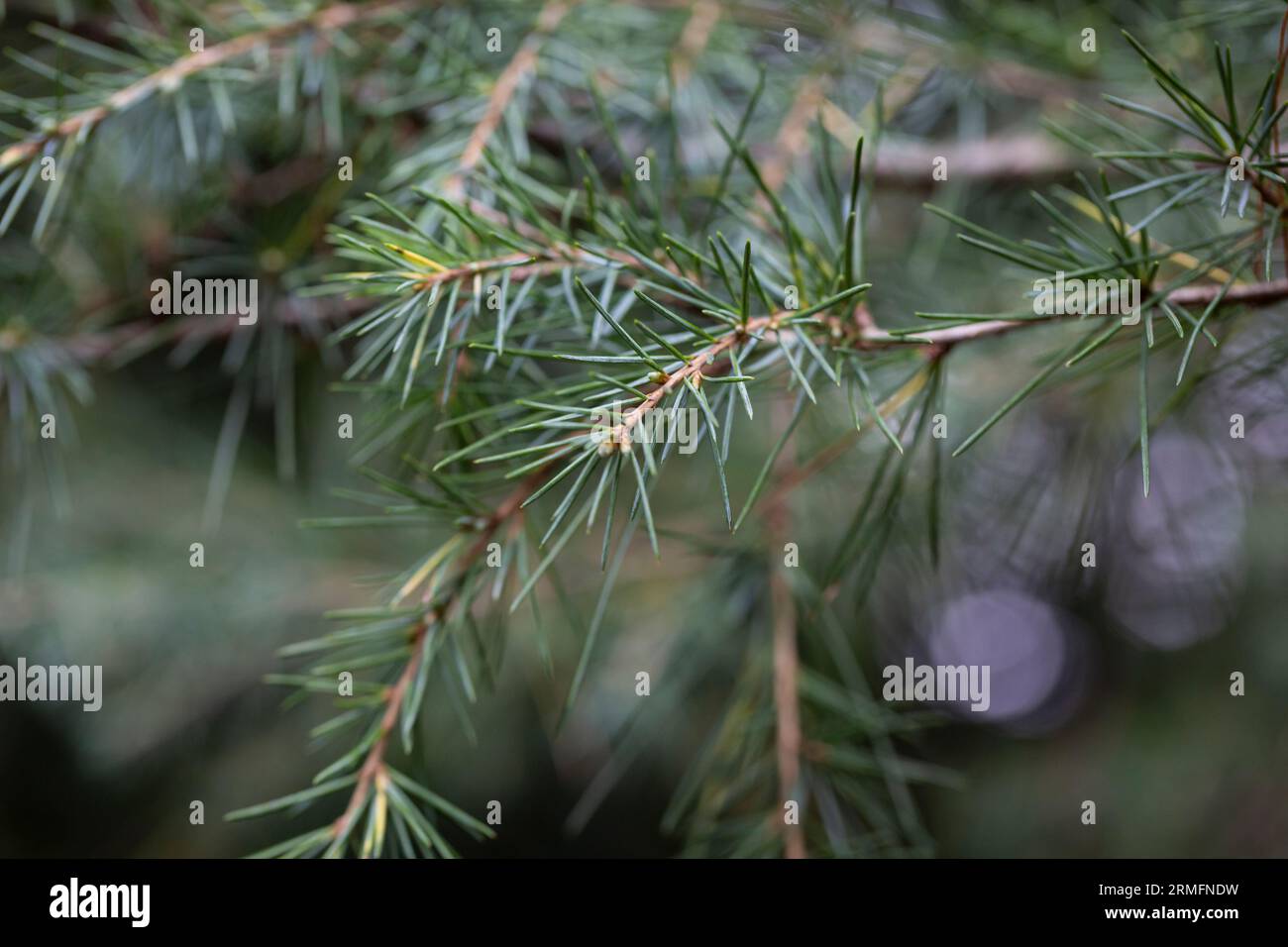 Young bright green needles of Himalayan cedar Cedrus Deodara, Deodar ...