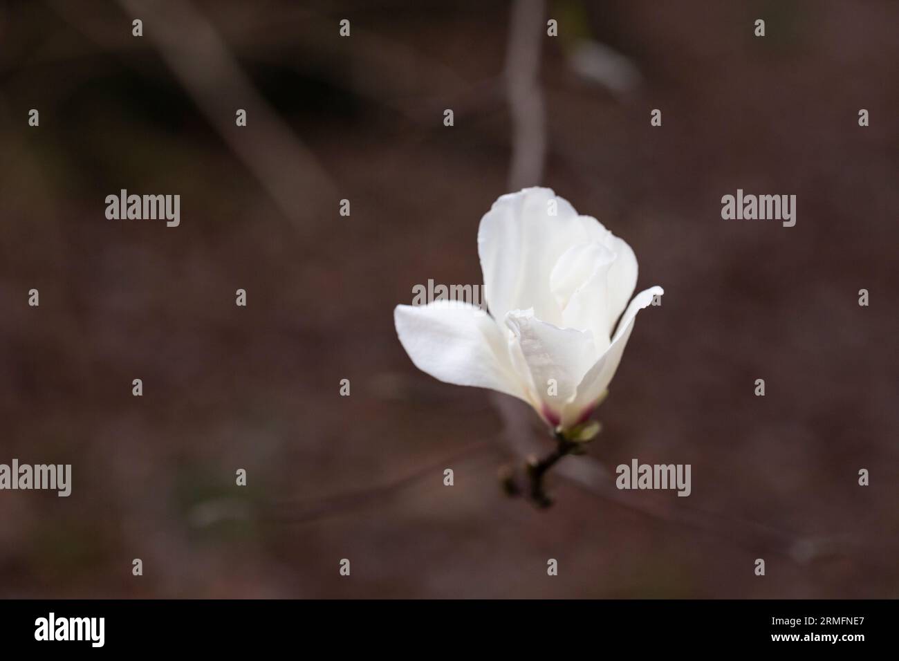 Magnolia kobus fragrant white hi-res stock photography and images - Alamy