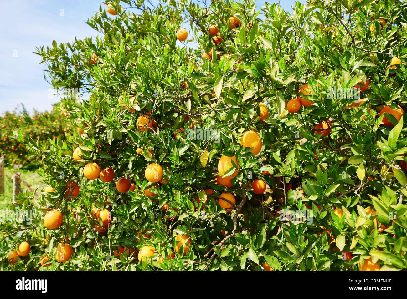 Beautiful orange grove in Northern Morocco, Africa Stock Photo - Alamy
