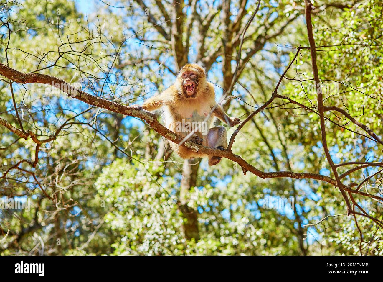 Azrou cedar forest, morocco hi-res stock photography and images - Alamy