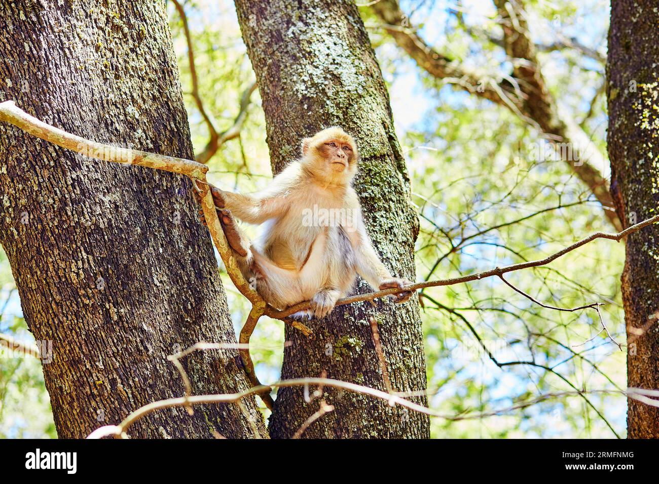 Barbary macaque atlas cedar forest hi-res stock photography and images ...