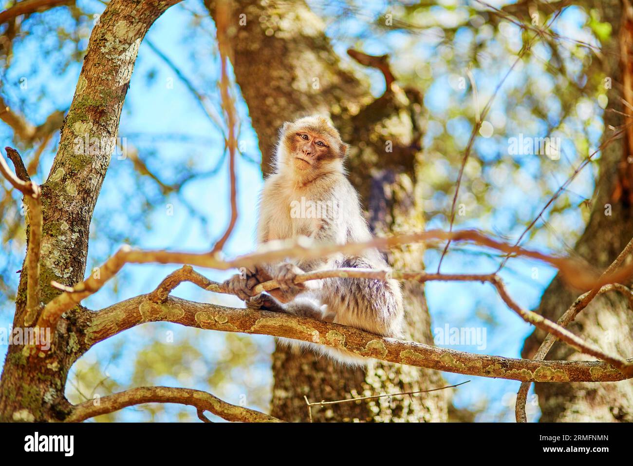 Barbary Apes in the Cedar Forest near Azrou, Northern Morocco, Africa ...