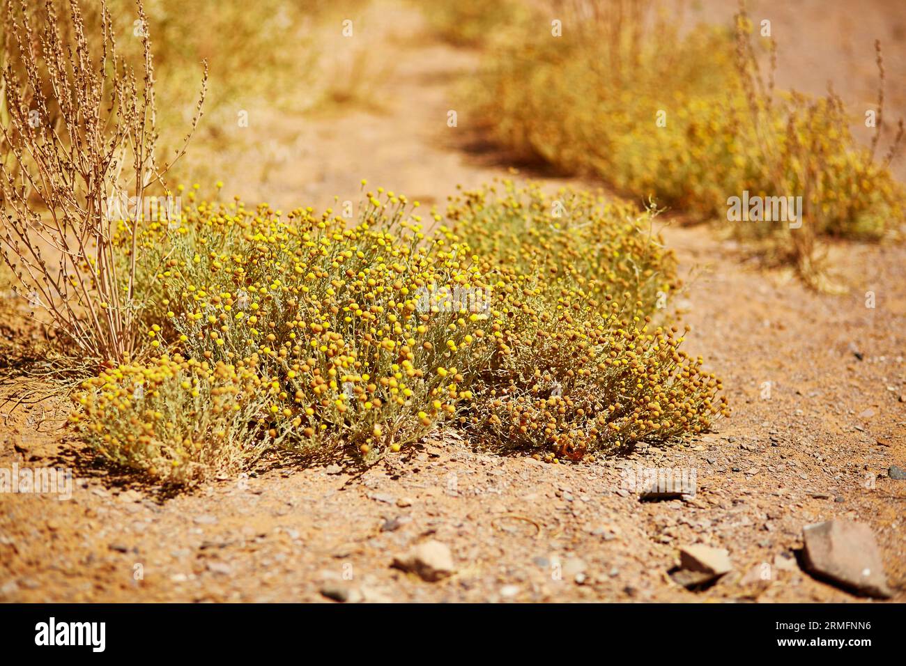 Plants in Sahara desert, Merzouga, Morocco, Africa Stock Photo - Alamy