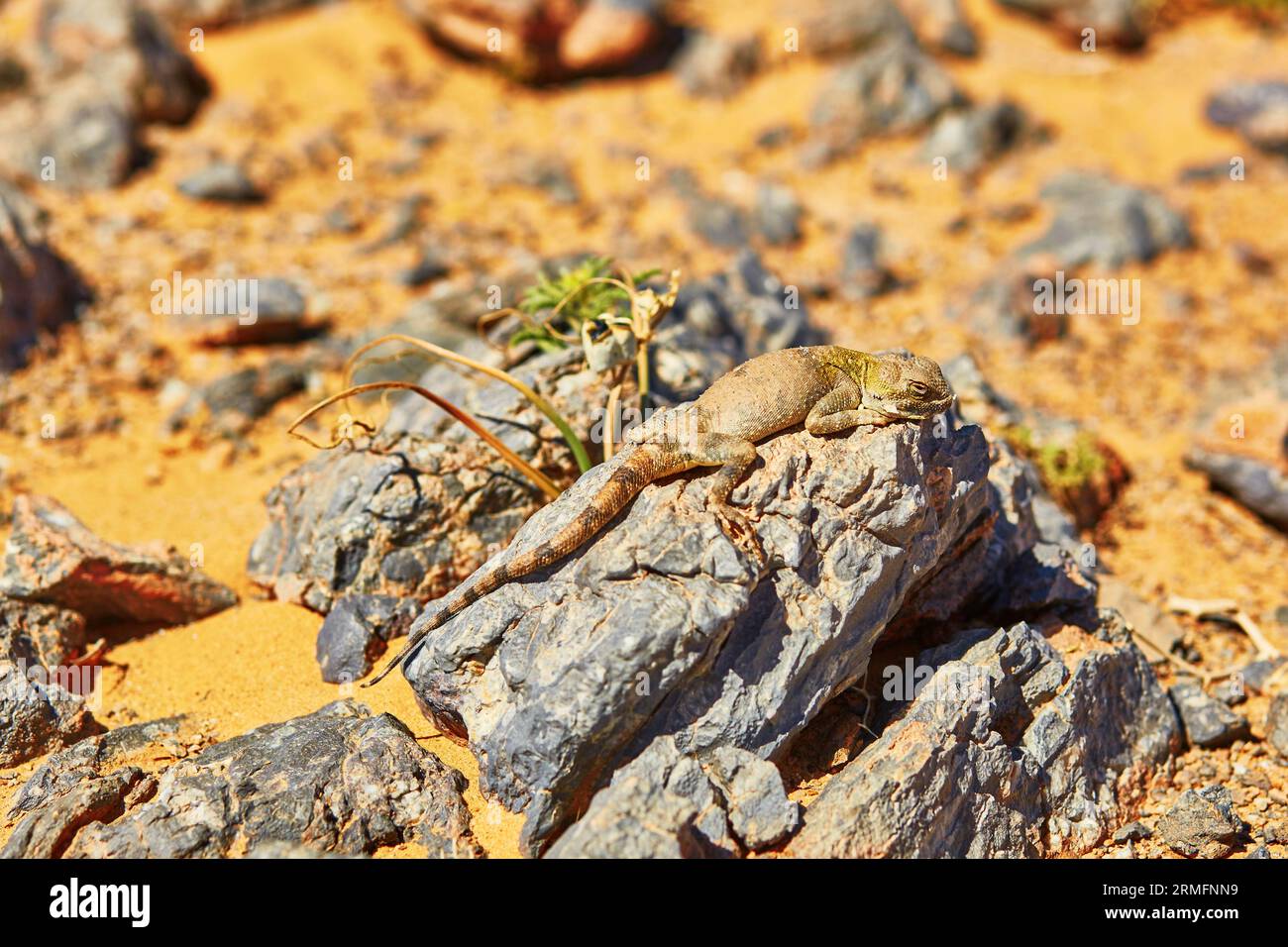 Lizard on the stone in Sahara desert, Merzouga, Morocco, Africa Stock ...