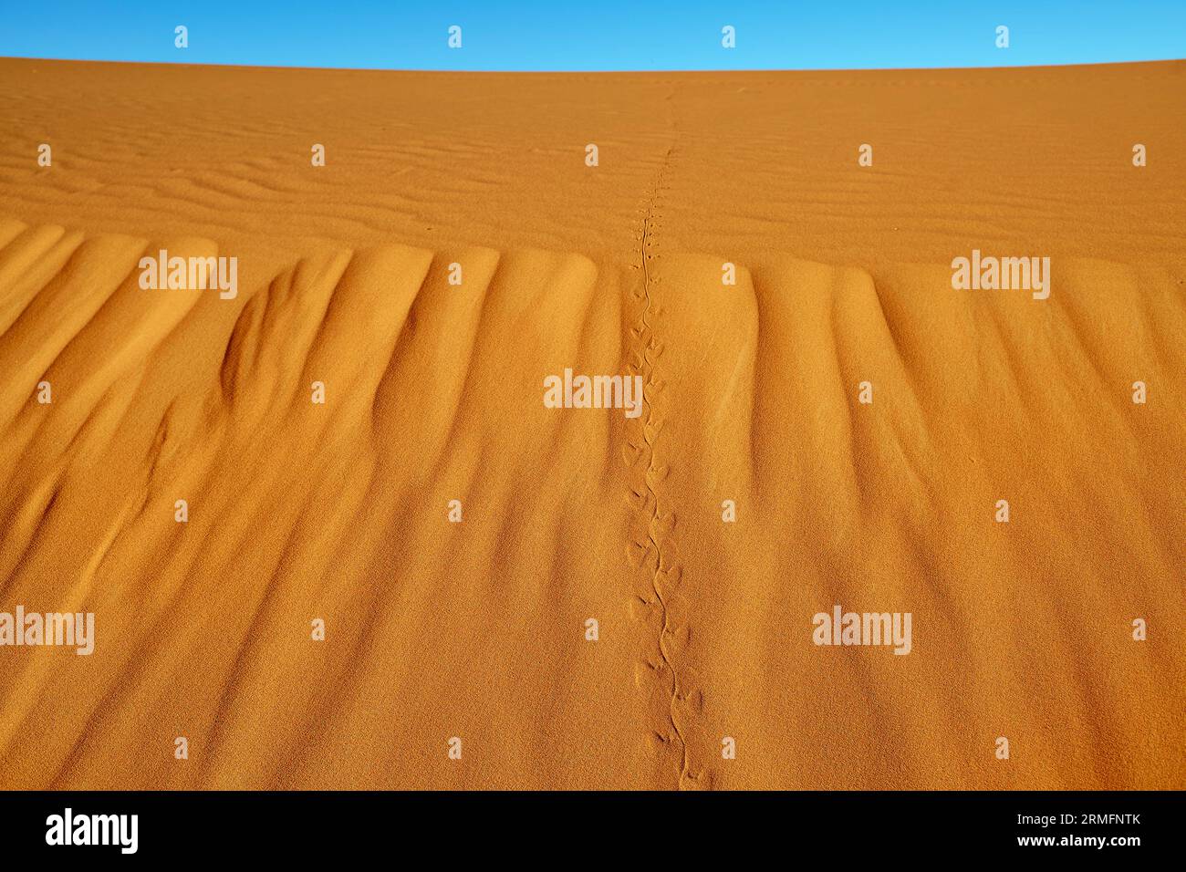 Insect tracks in the desert hi-res stock photography and images - Alamy