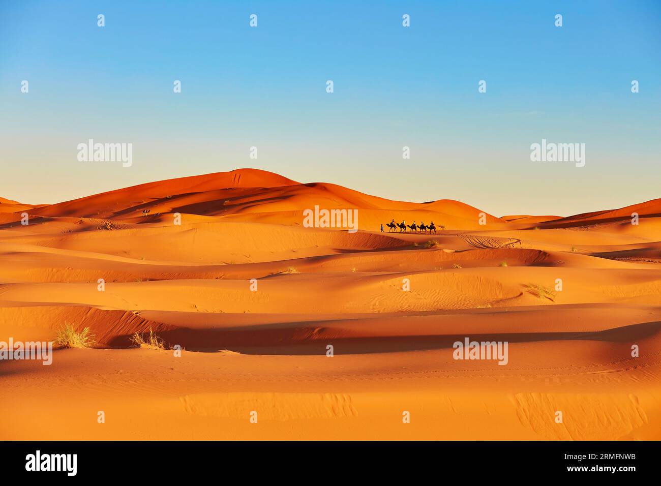 Camel caravan going through the sand dunes in the Sahara Desert, Merzouga, Morocco Stock Photo ...