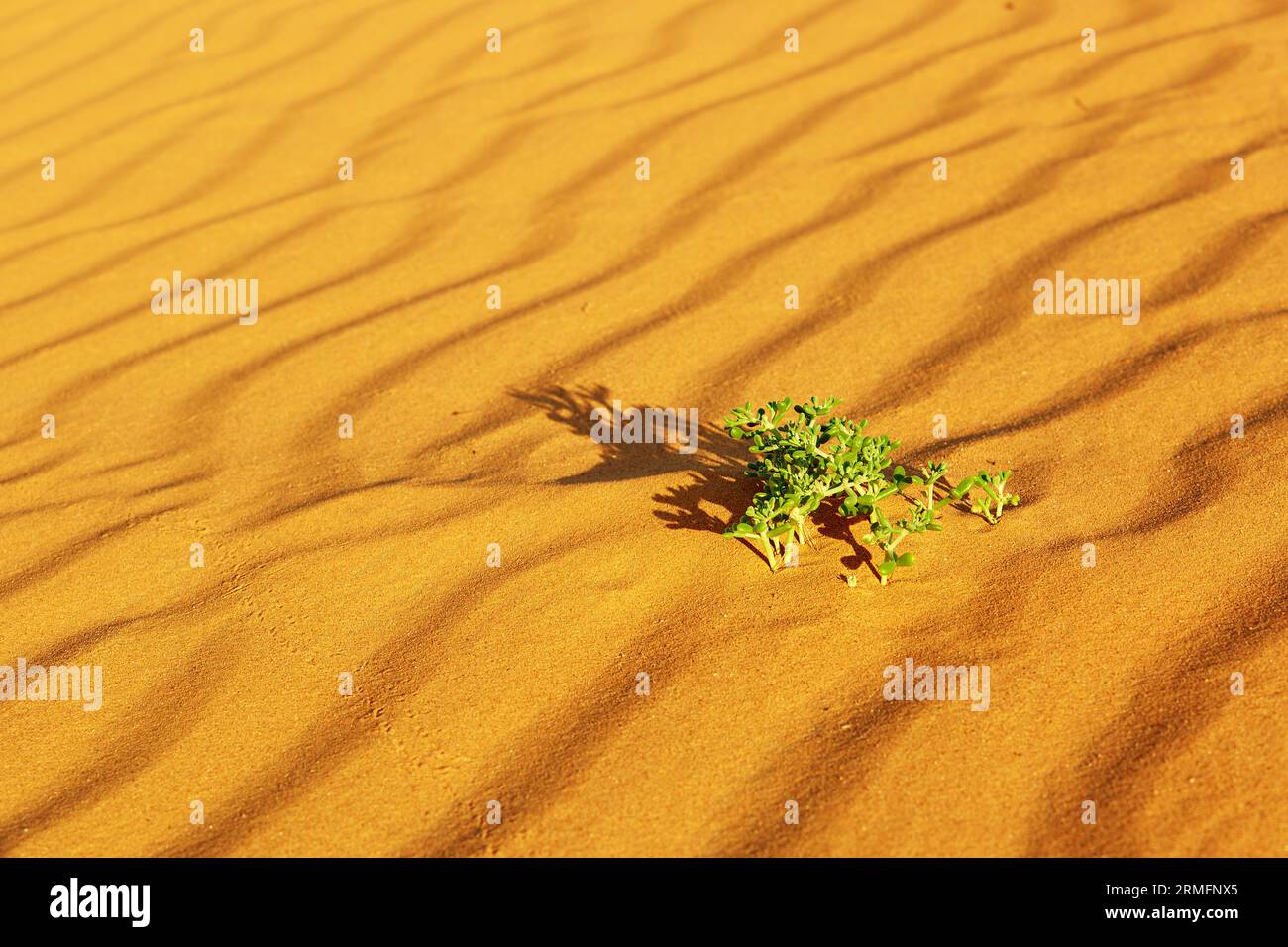 Green plant growing in sand dunes in the Sahara Desert, Merzouga ...