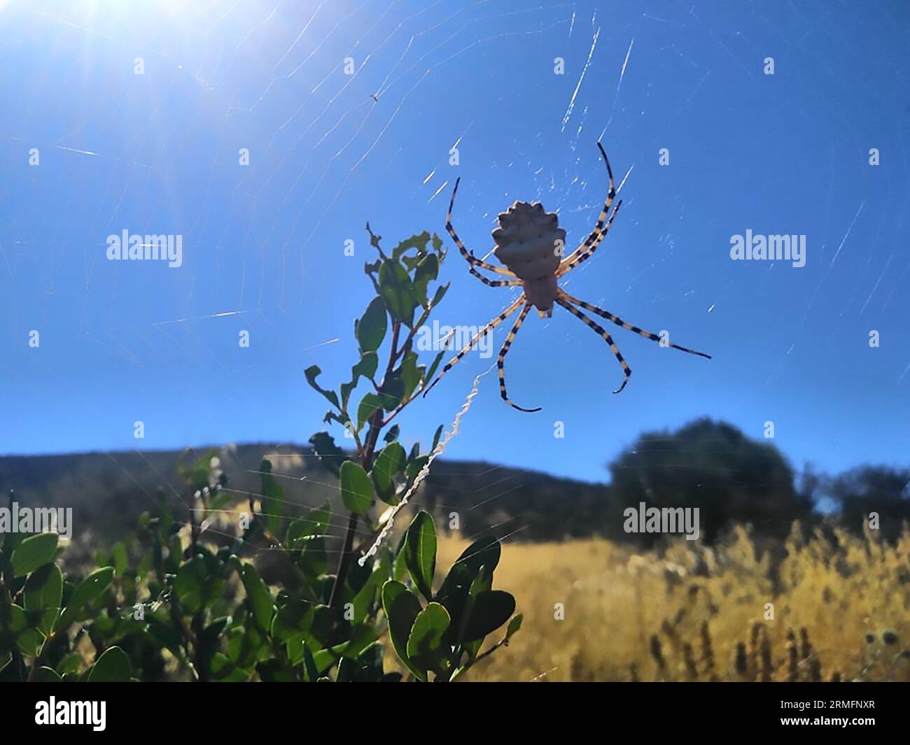 Large female Orb Weaving spider ( Argyope lobata - Araneidae family ...
