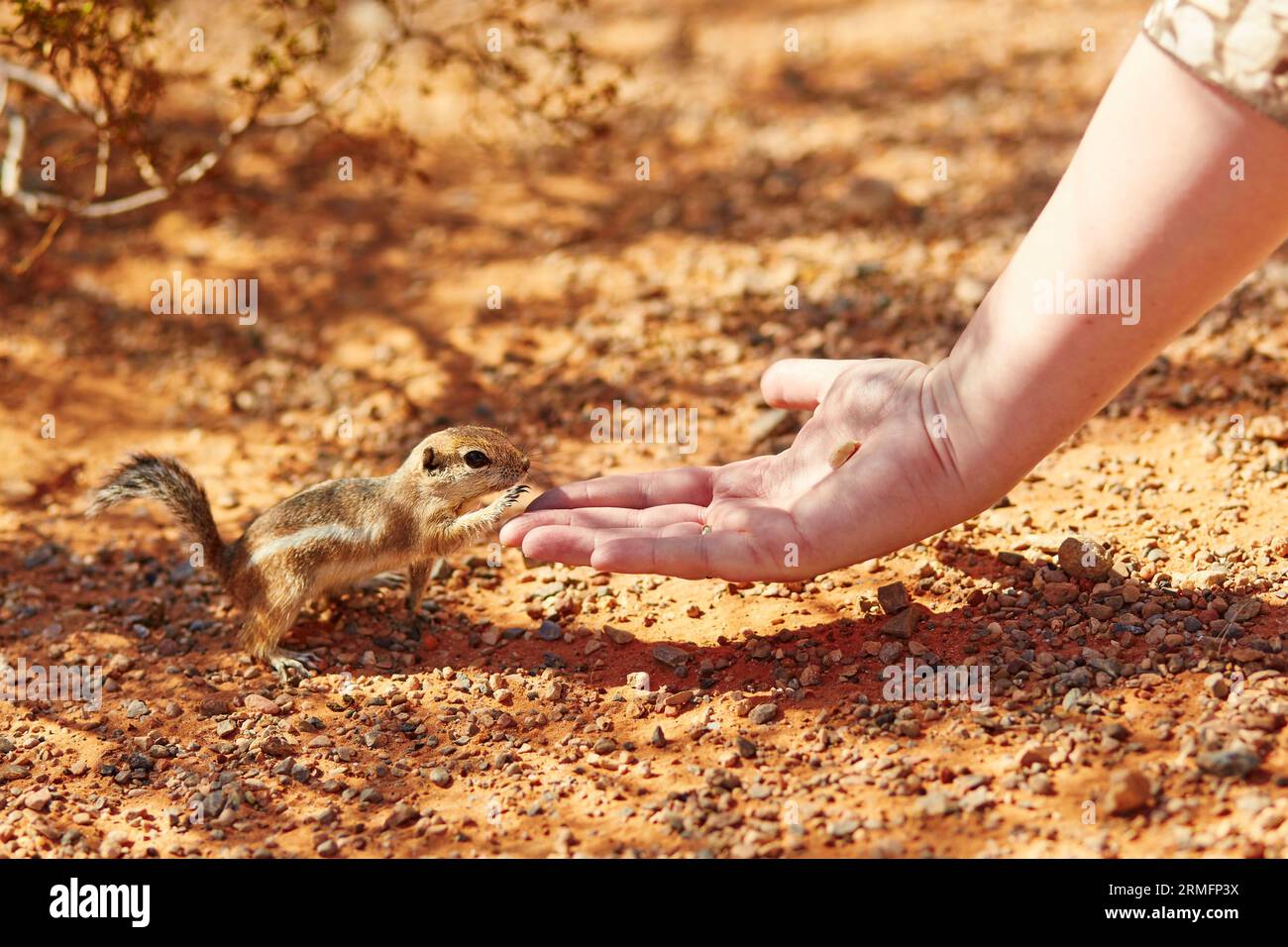 Chipmunk taking nut from a woman's hand in the Valley of the Fire ...