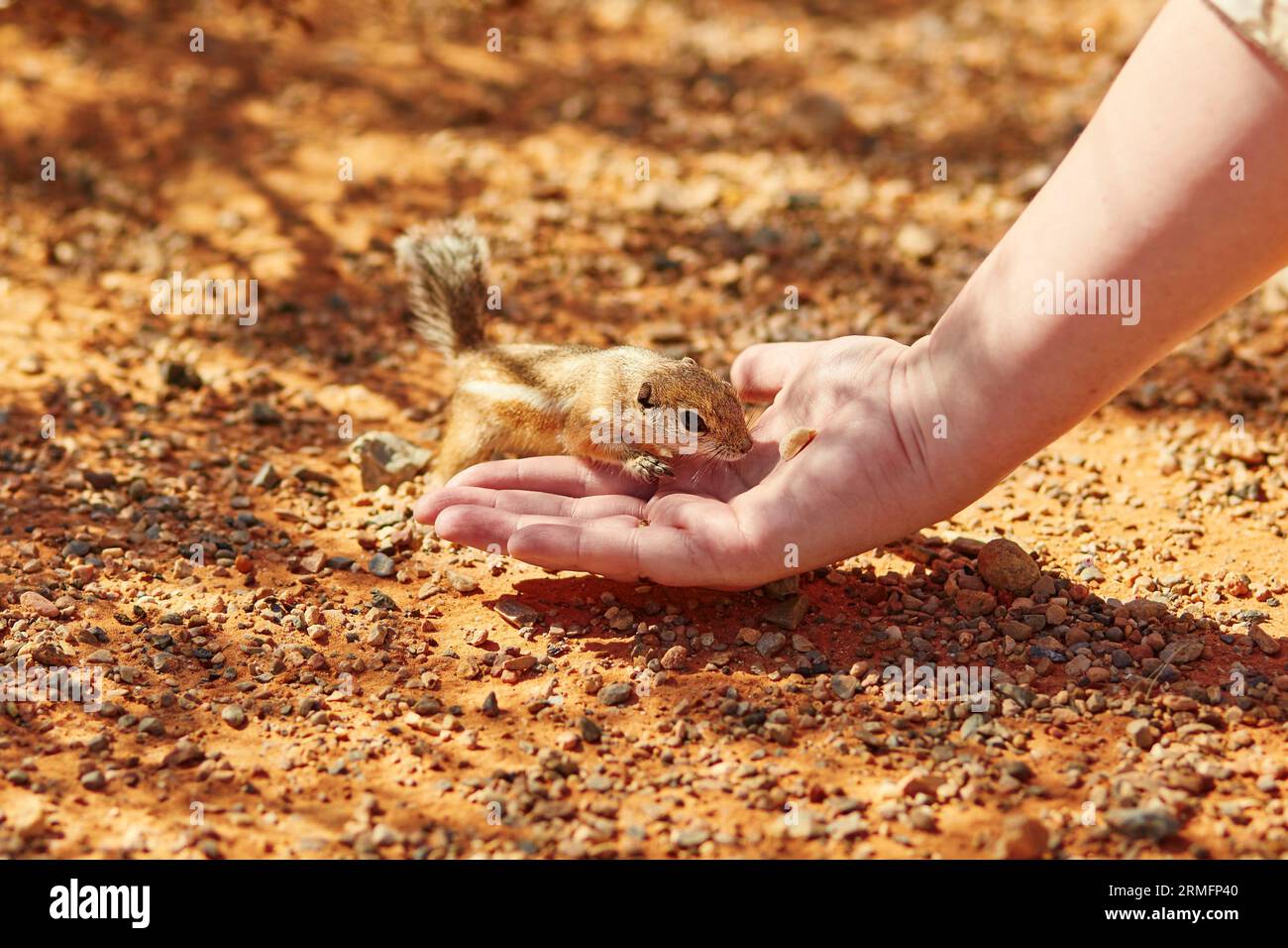 Chipmunk taking nut from a woman's hand in the Valley of the Fire ...