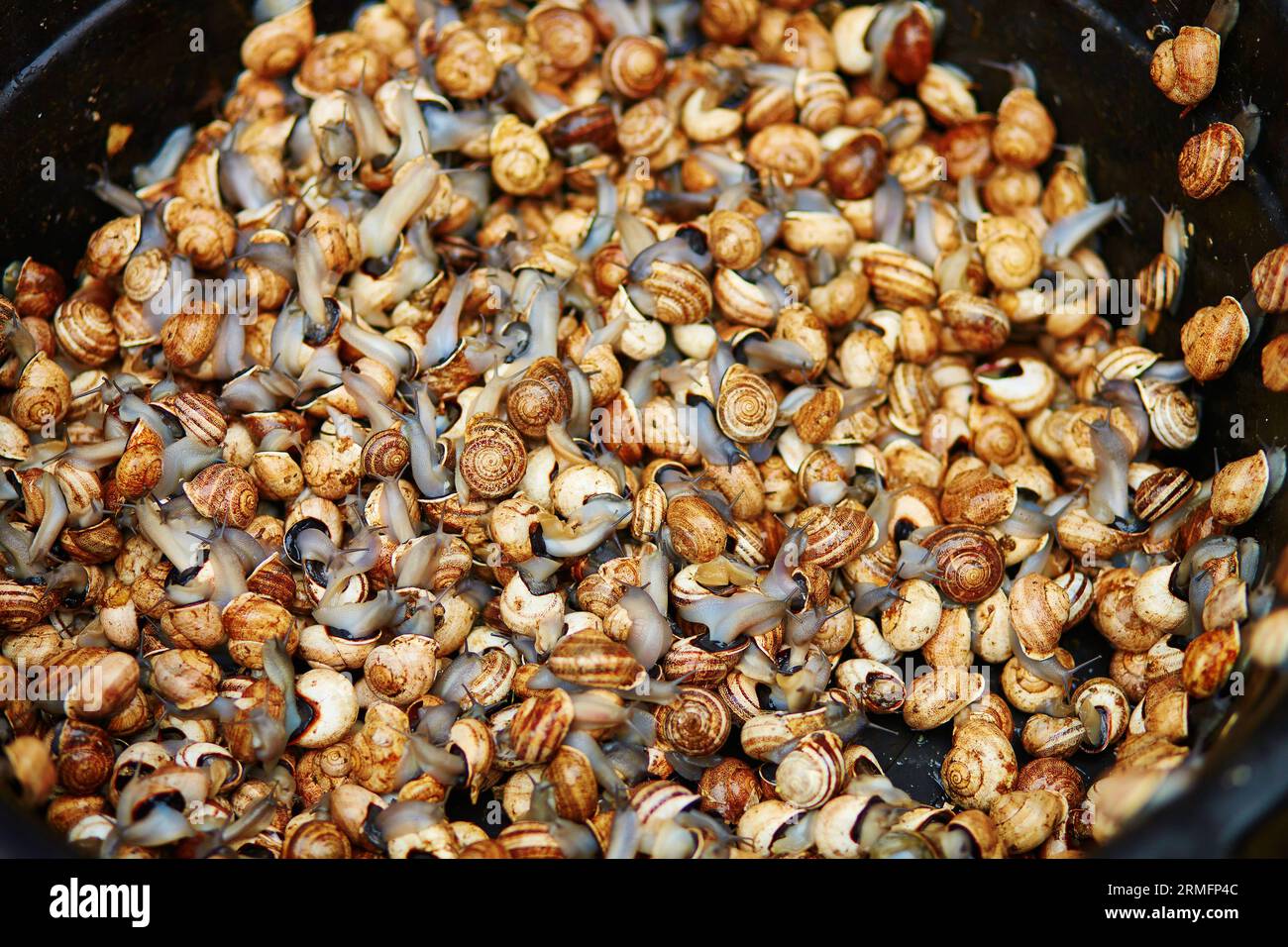 Edible snails hi-res stock photography and images - Alamy