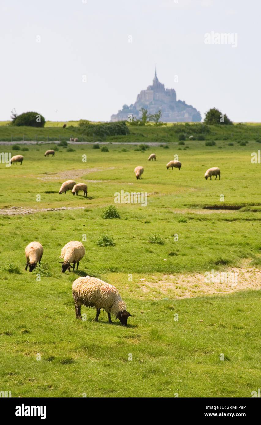 Sheep on a field near the Mont Saint-Michel, rocky tidal island in ...
