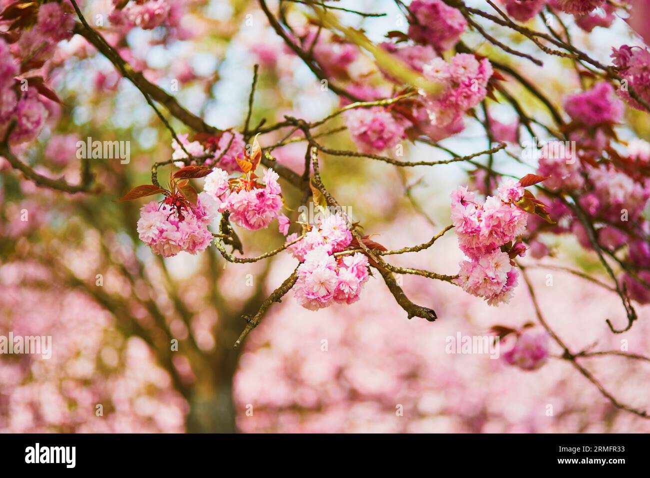 Beautiful pink cherry blossom tree in full bloom on a spring day Stock ...